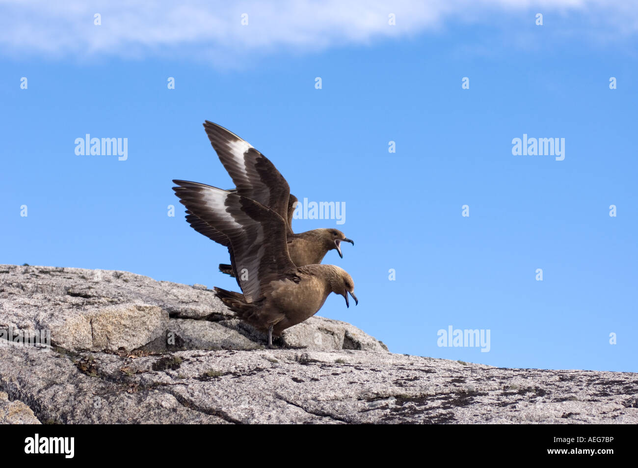 Birding in antarctica hi-res stock photography and images - Alamy
