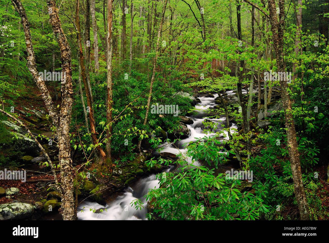 Spring foliage and a small mountain stream, Great Smokey Mountains ...