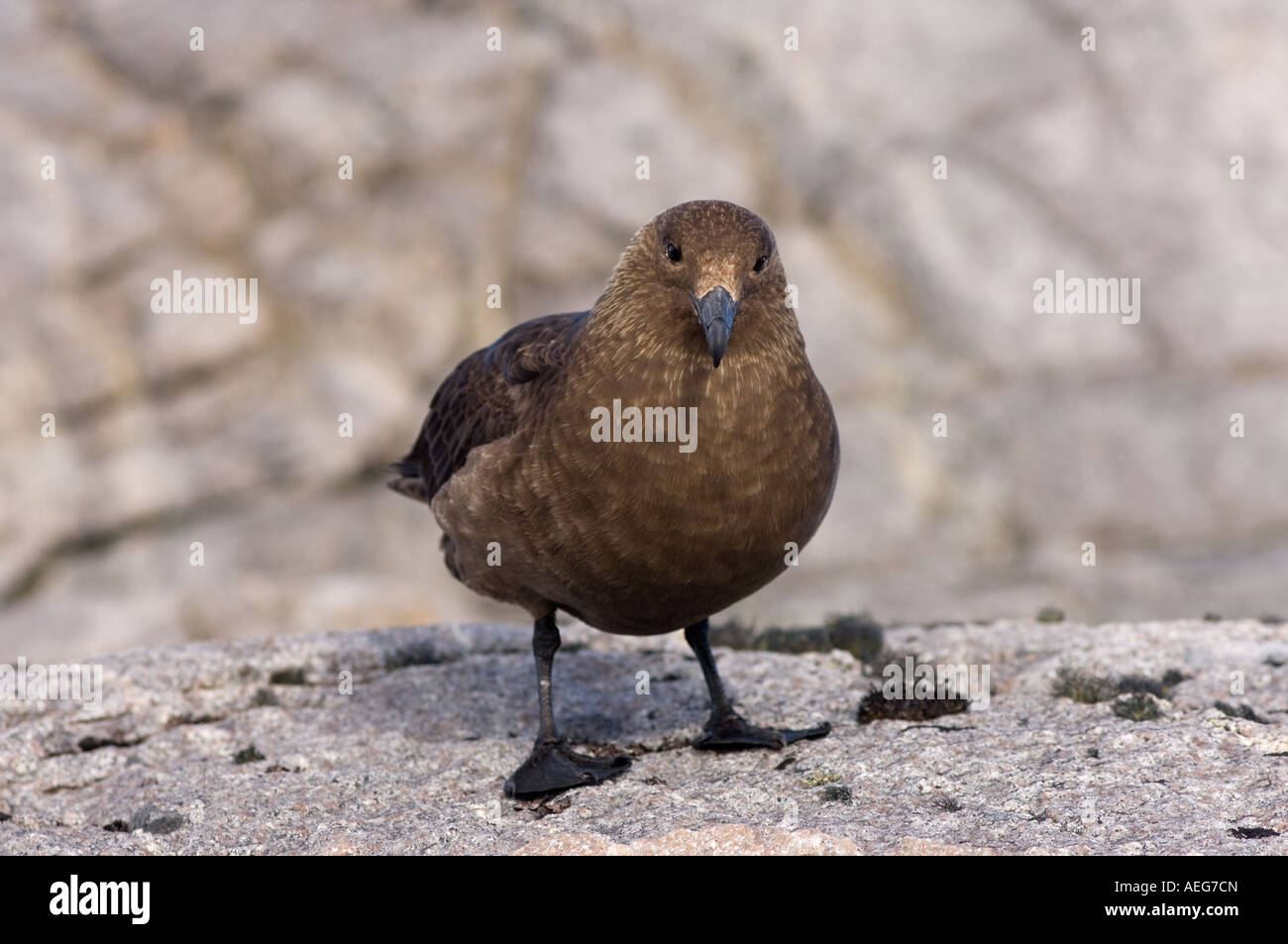 Birding in antarctica hi-res stock photography and images - Alamy