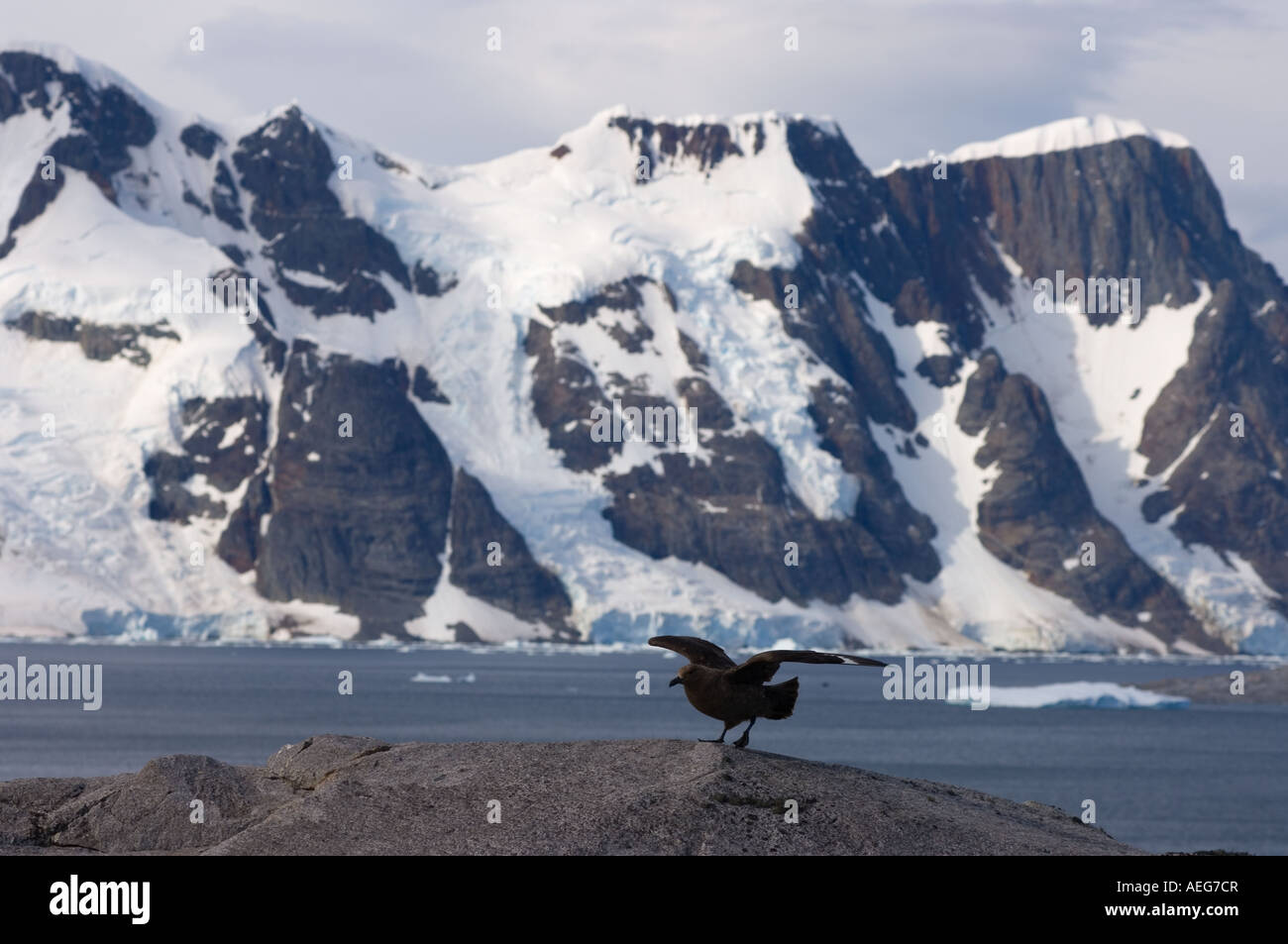 Birding in antarctica hi-res stock photography and images - Alamy