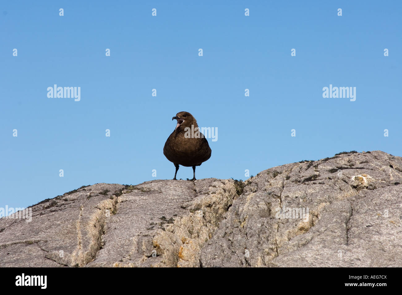 Birding in antarctica hi-res stock photography and images - Alamy