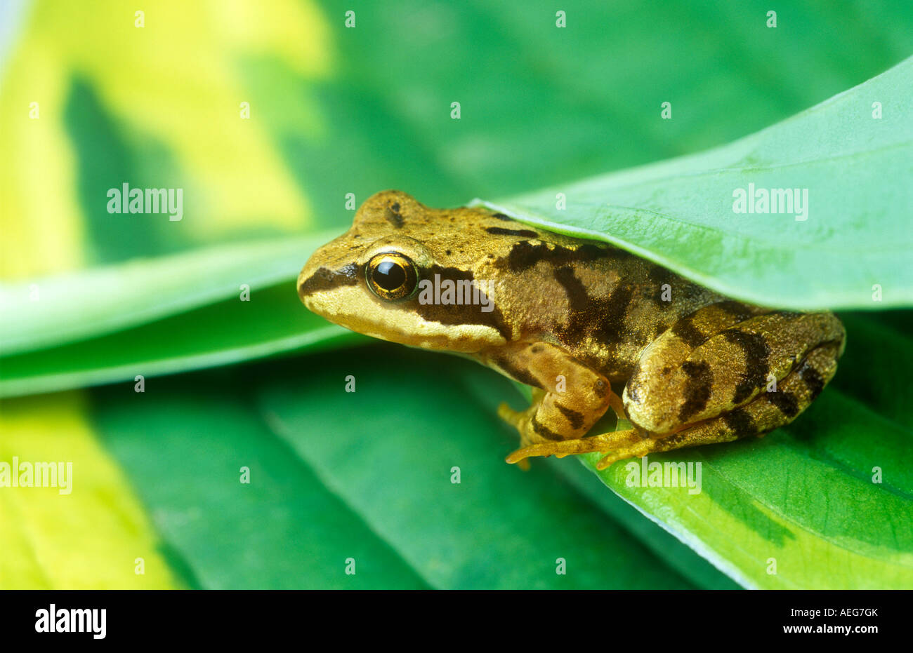 Frog under the leaf hi-res stock photography and images - Alamy