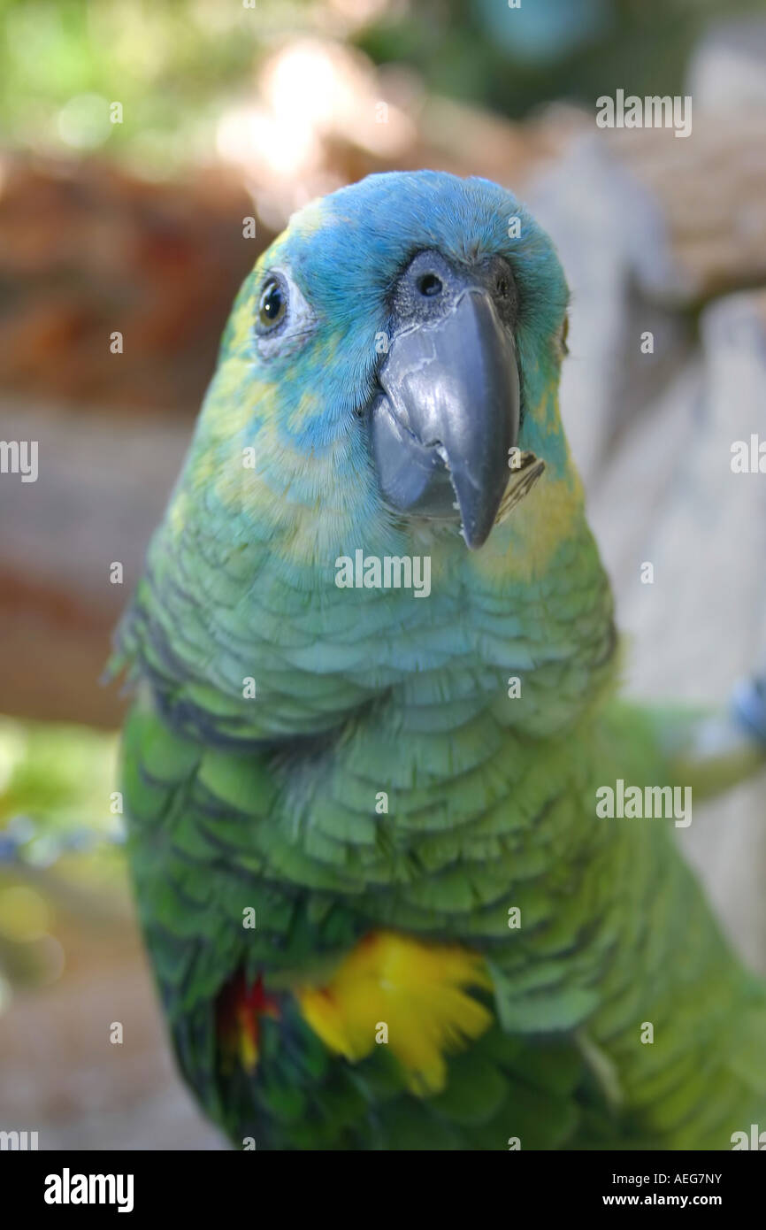 blue and green parrot Stock Photo - Alamy