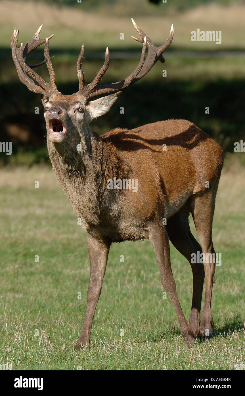 A red deer during the rutting season in Richmond Park, London, England ...
