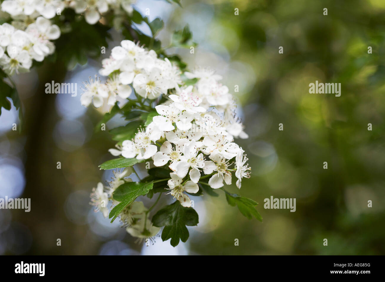 Hawthorn Flowers Crataegus monogyna Stock Photo - Alamy