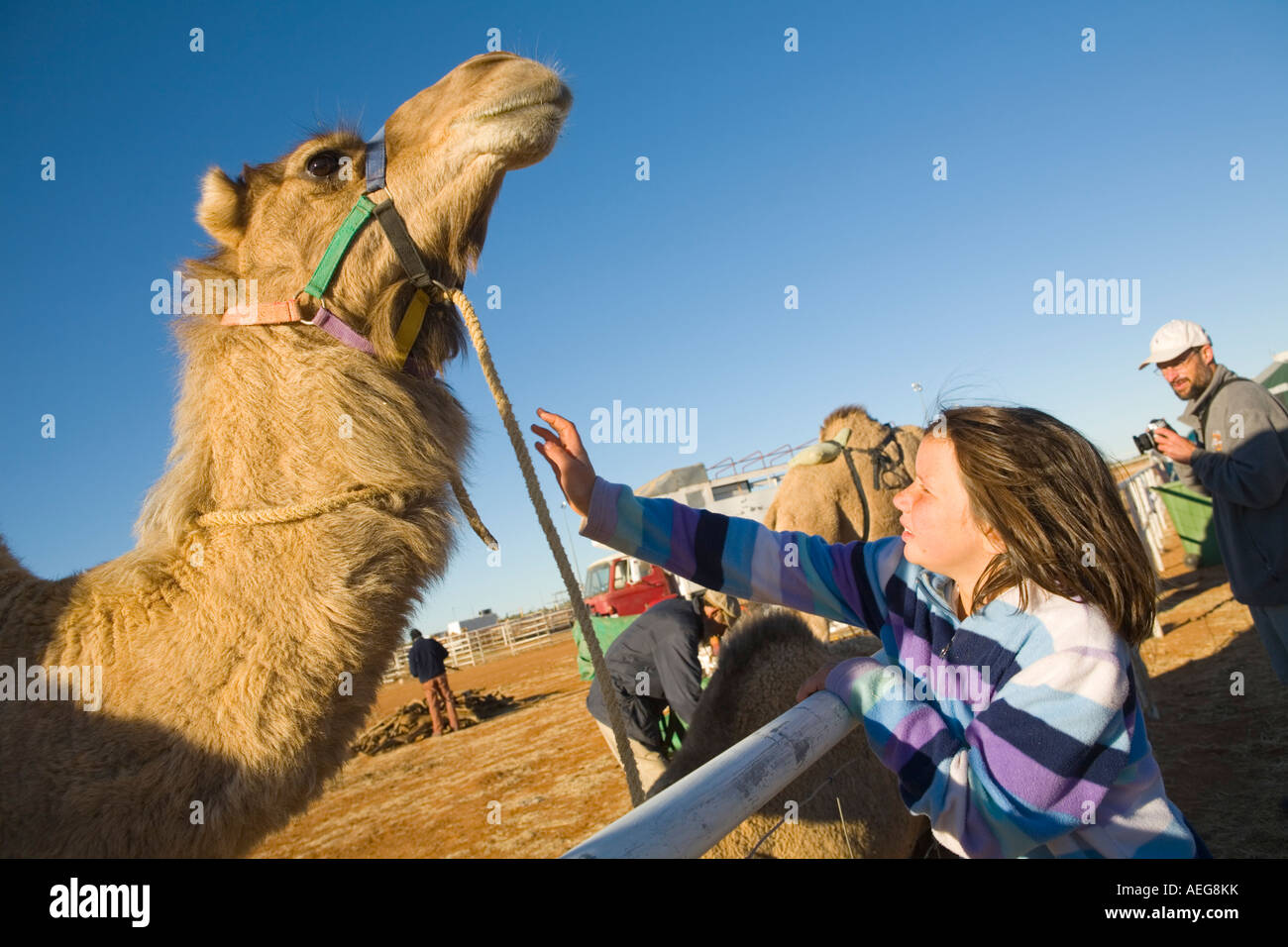 Child reaches out to pet a camel at the Boulia Camel Races, Queensland ...