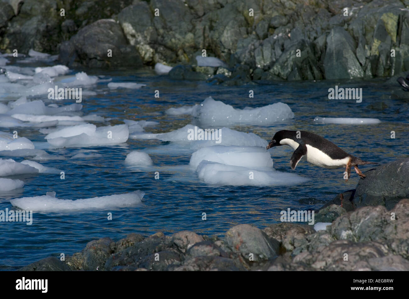 Penguin colony jumping off iceberg hi-res stock photography and images ...