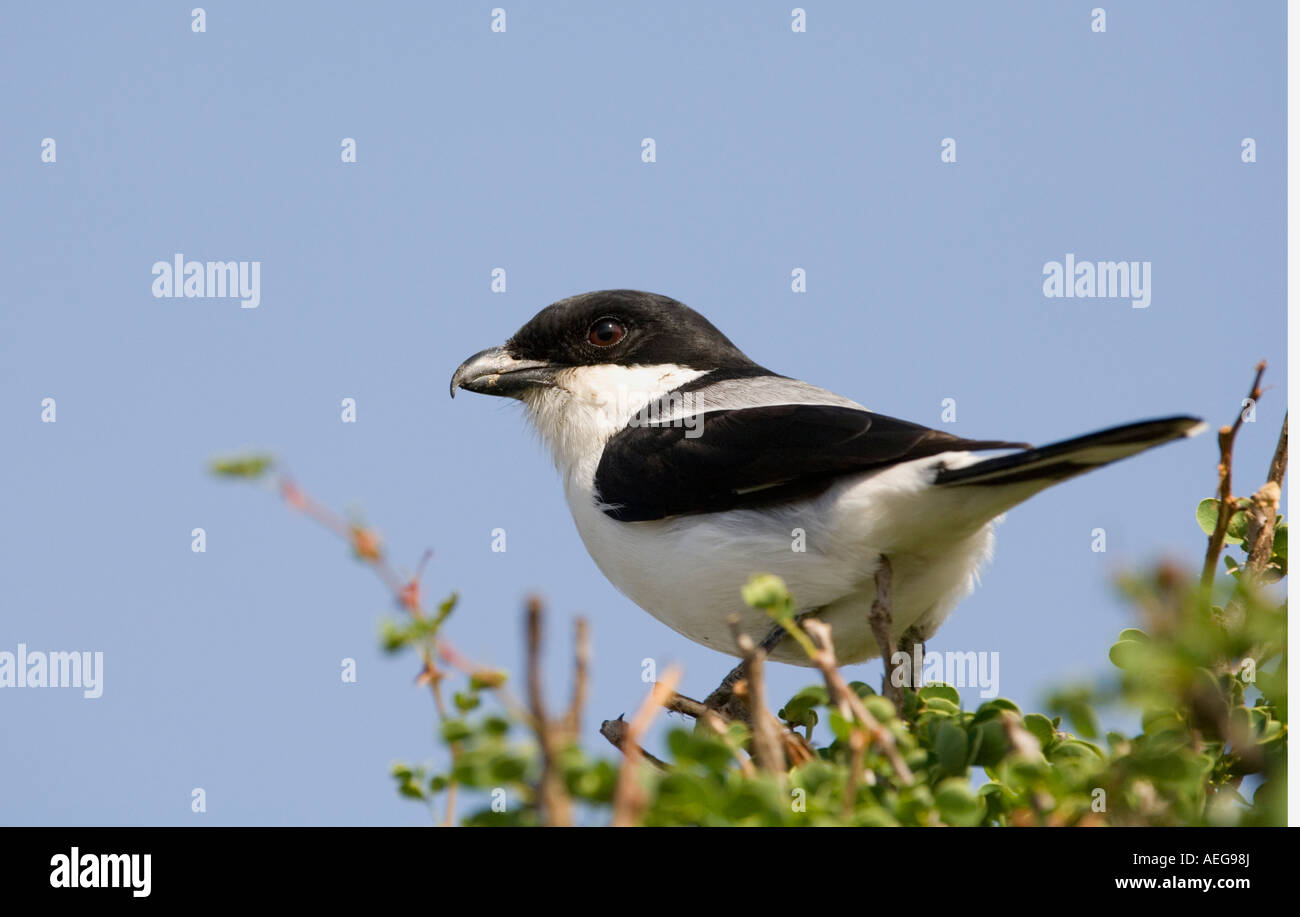 Taita fiscal hi-res stock photography and images - Alamy