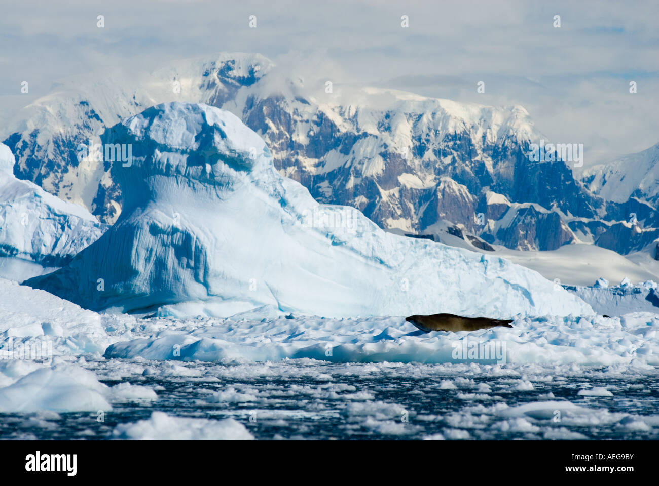 crabeater seal Lobodon carcinophaga resting on glacial ice along the ...