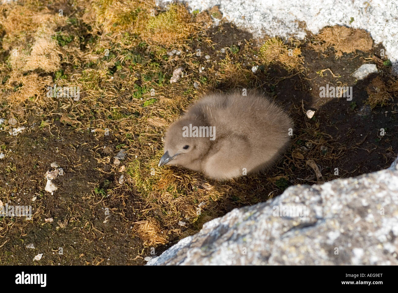 brown skua Catharacta Antarctica or Antarctic skua chick on its nest ...