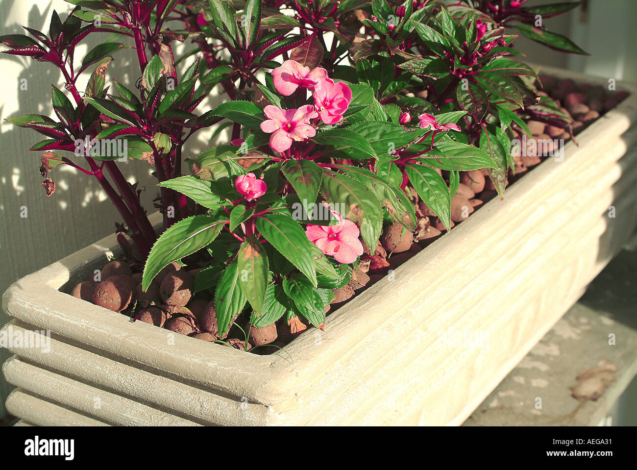 Sweet Home outdoors day daylight plant pink peebles flower bed leaves ...