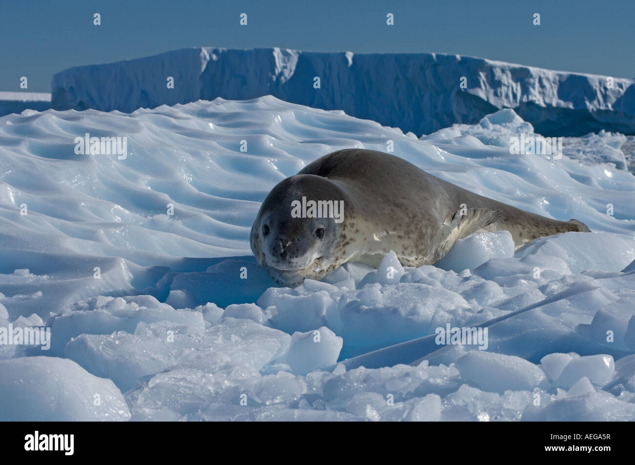 leopard seals Hydrurga leptonyx profile of an adult resting on glacial ...