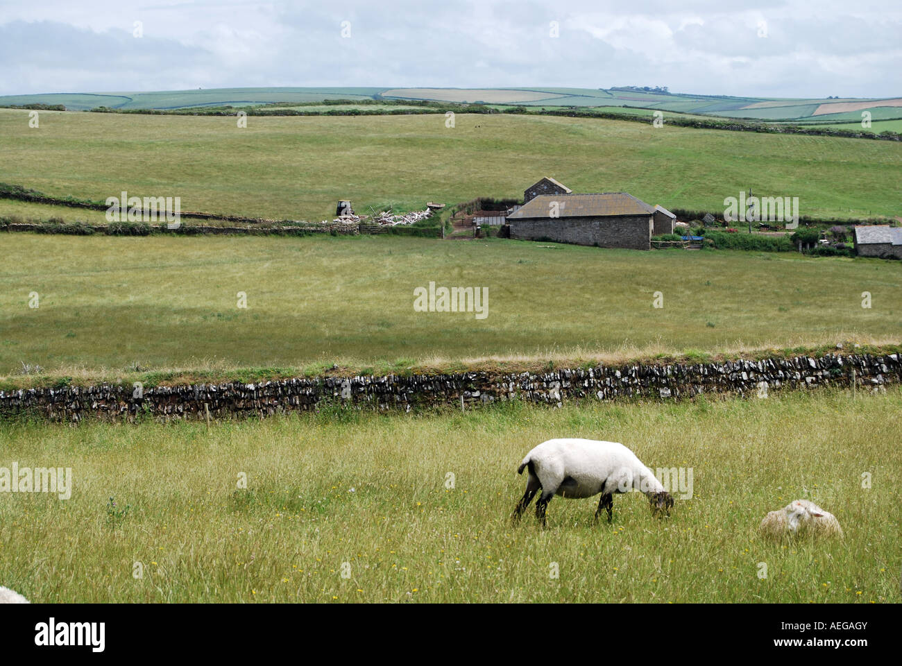 Sheep. Croyde, North Devon Stock Photo - Alamy
