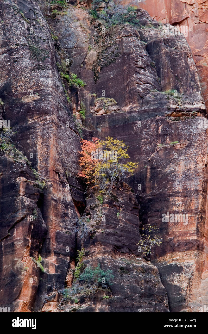 Fall colors in Zion National Park Stock Photo - Alamy