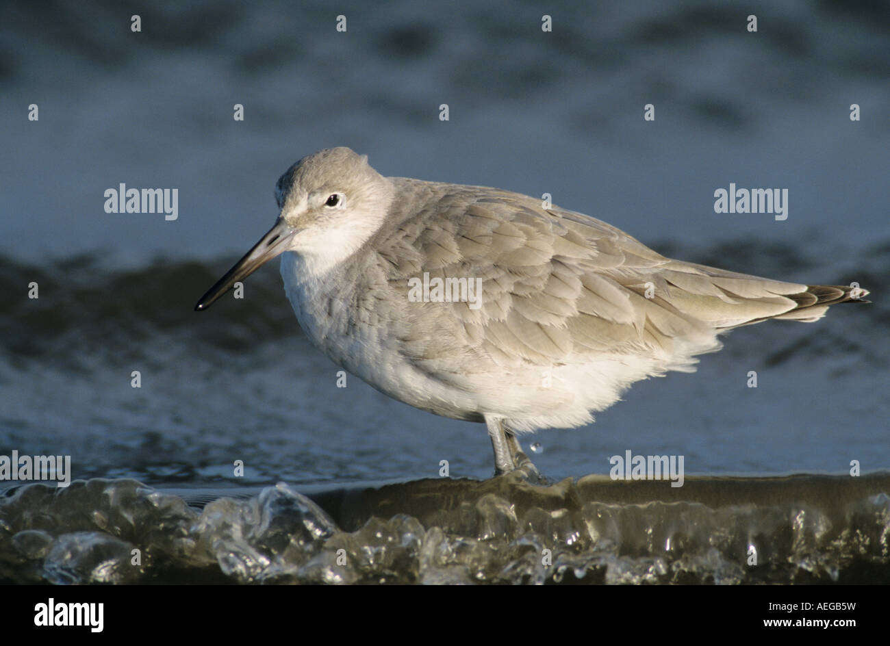 Willet Catoptrophorus semipalmatus adult winter plumage Sanibel Island ...