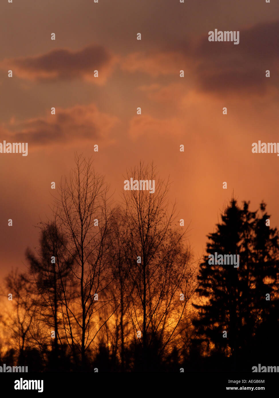 Sunset through trees Stock Photo - Alamy