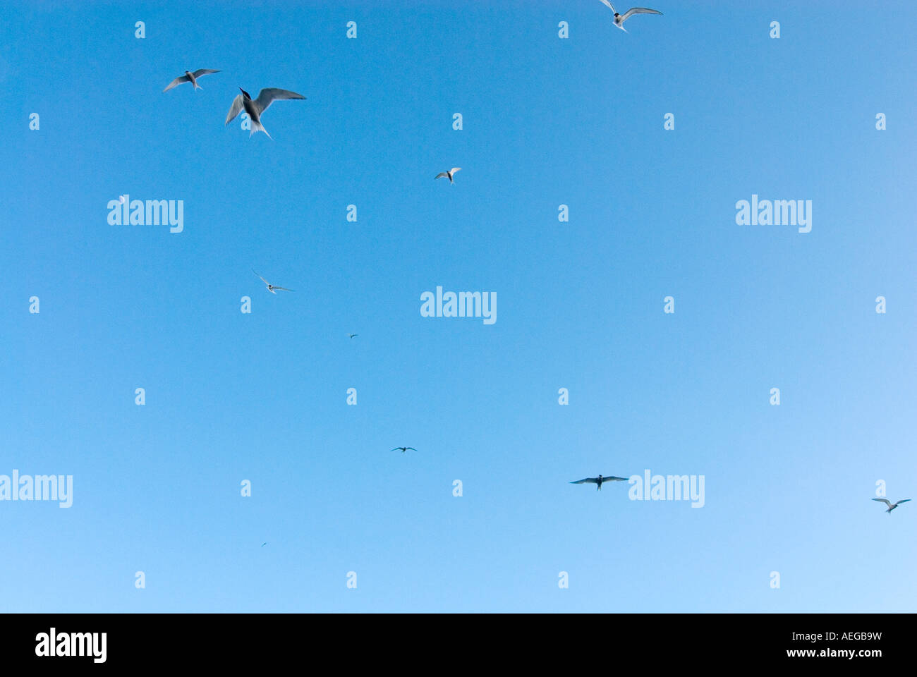 Antarctic terns Sterna vittata in flight off the western Antarctic ...