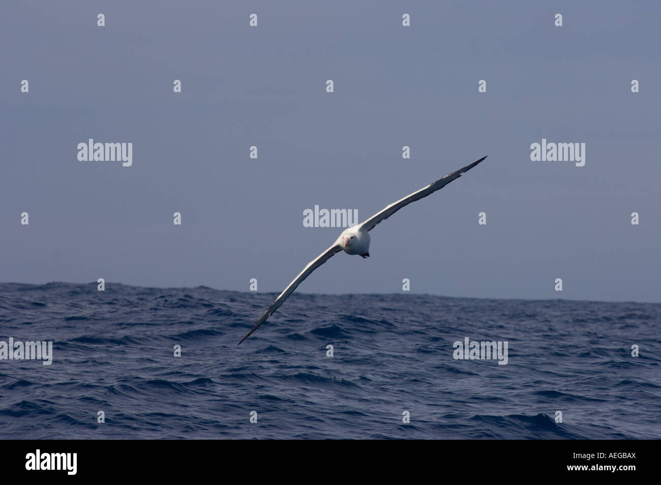 wandering albatross Diomedea exulans in flight Drake Passage Southern ...