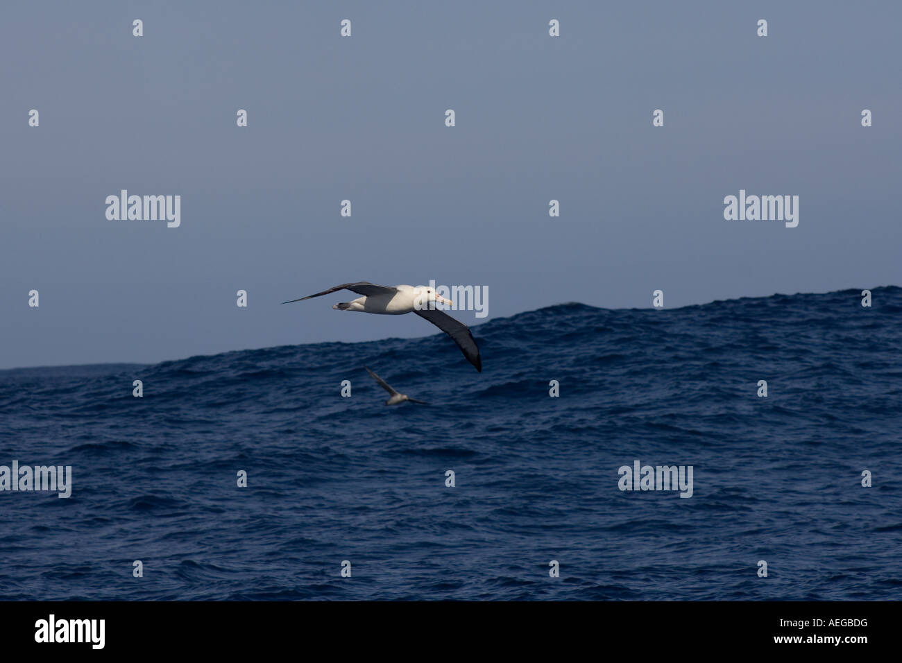wandering albatross Diomedea exulans in flight Drake Passage Southern ...