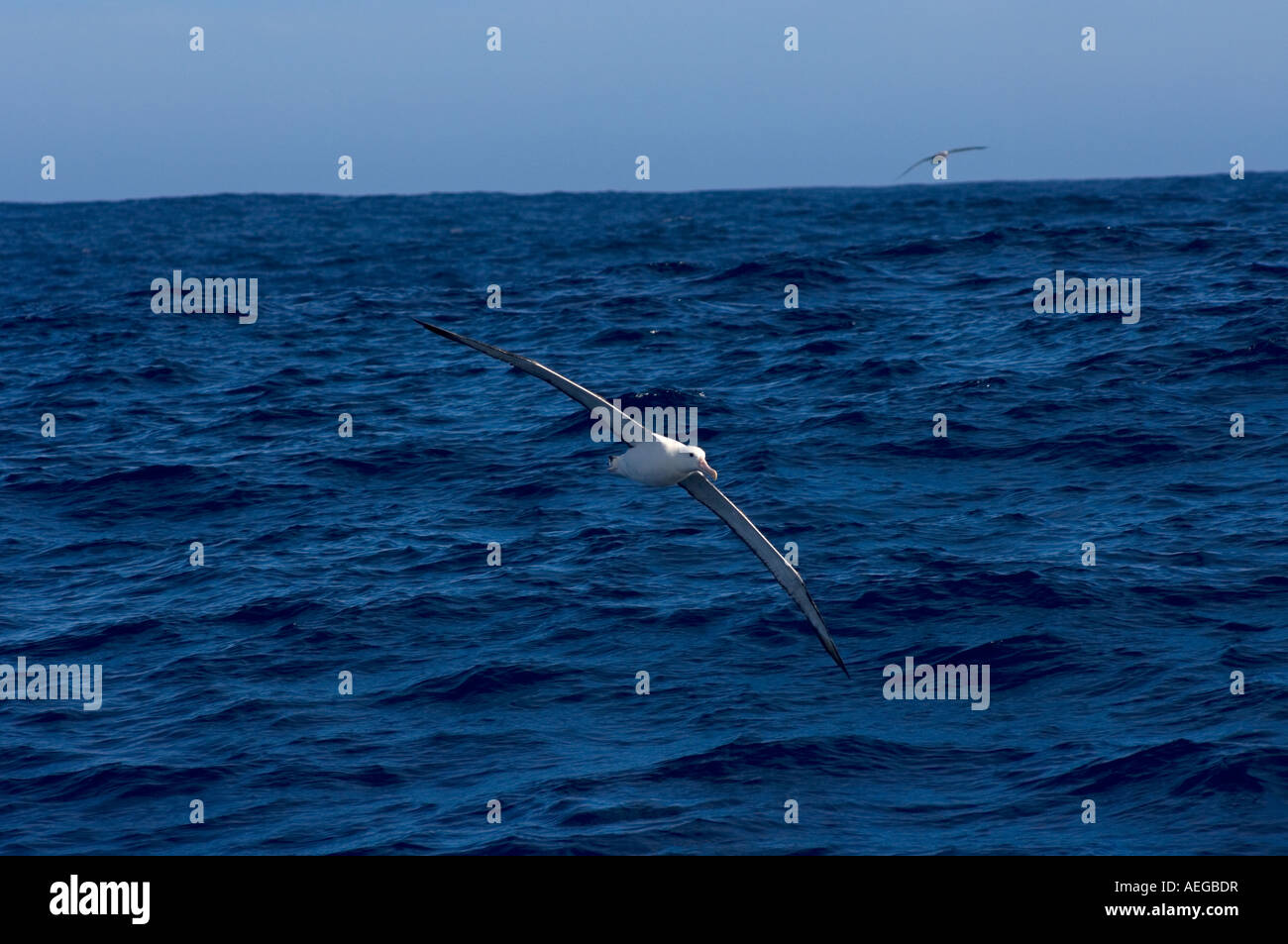 wandering albatross Diomedea exulans in flight Drake Passage Southern ...