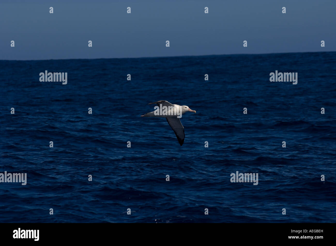 wandering albatross Diomedea exulans in flight Drake Passage Southern ...
