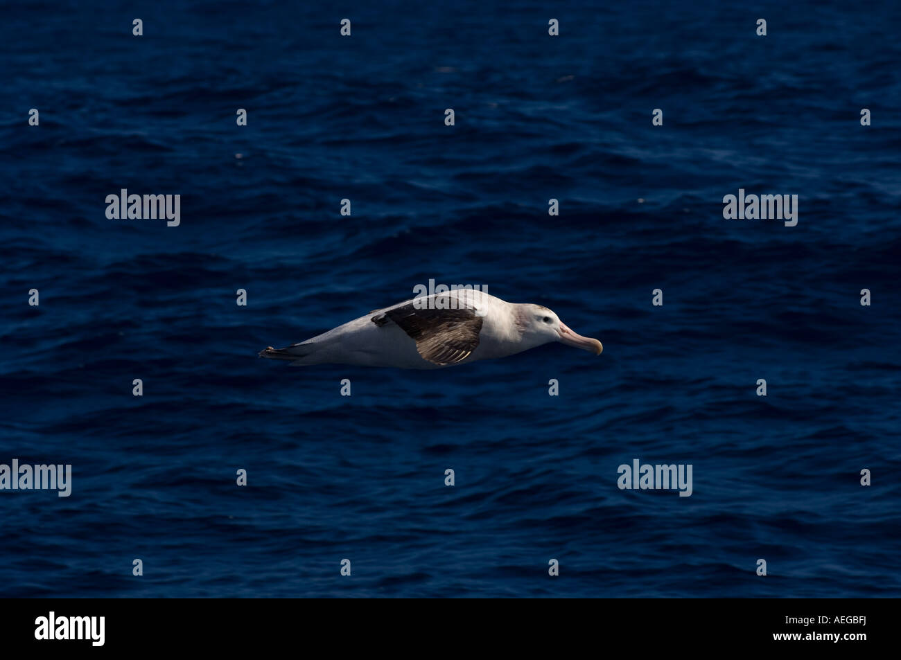 Enormous wandering albatross hi-res stock photography and images - Alamy