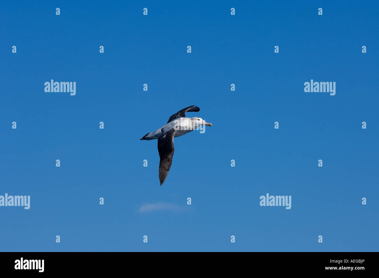 wandering albatross Diomedea exulans in flight Drake Passage Southern ...