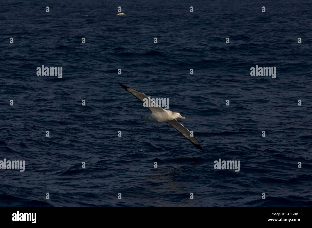 wandering albatross Diomedea exulans in flight Drake Passage Southern ...
