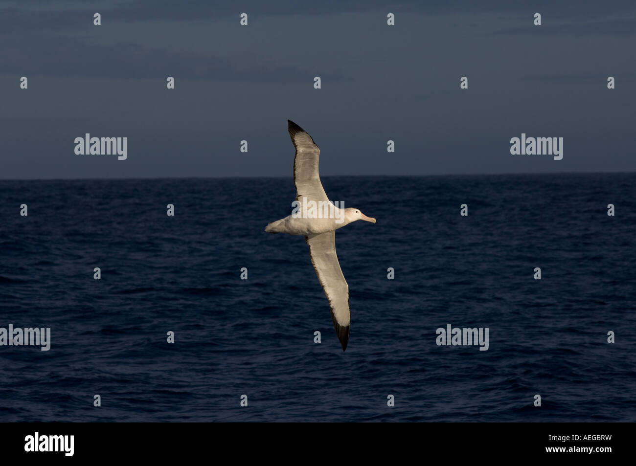 Enormous wandering albatross hi-res stock photography and images - Alamy