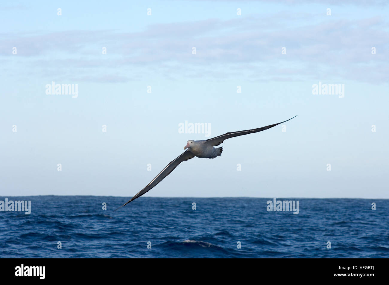 wandering albatross Diomedea exulans in flight Drake Passage Southern ...