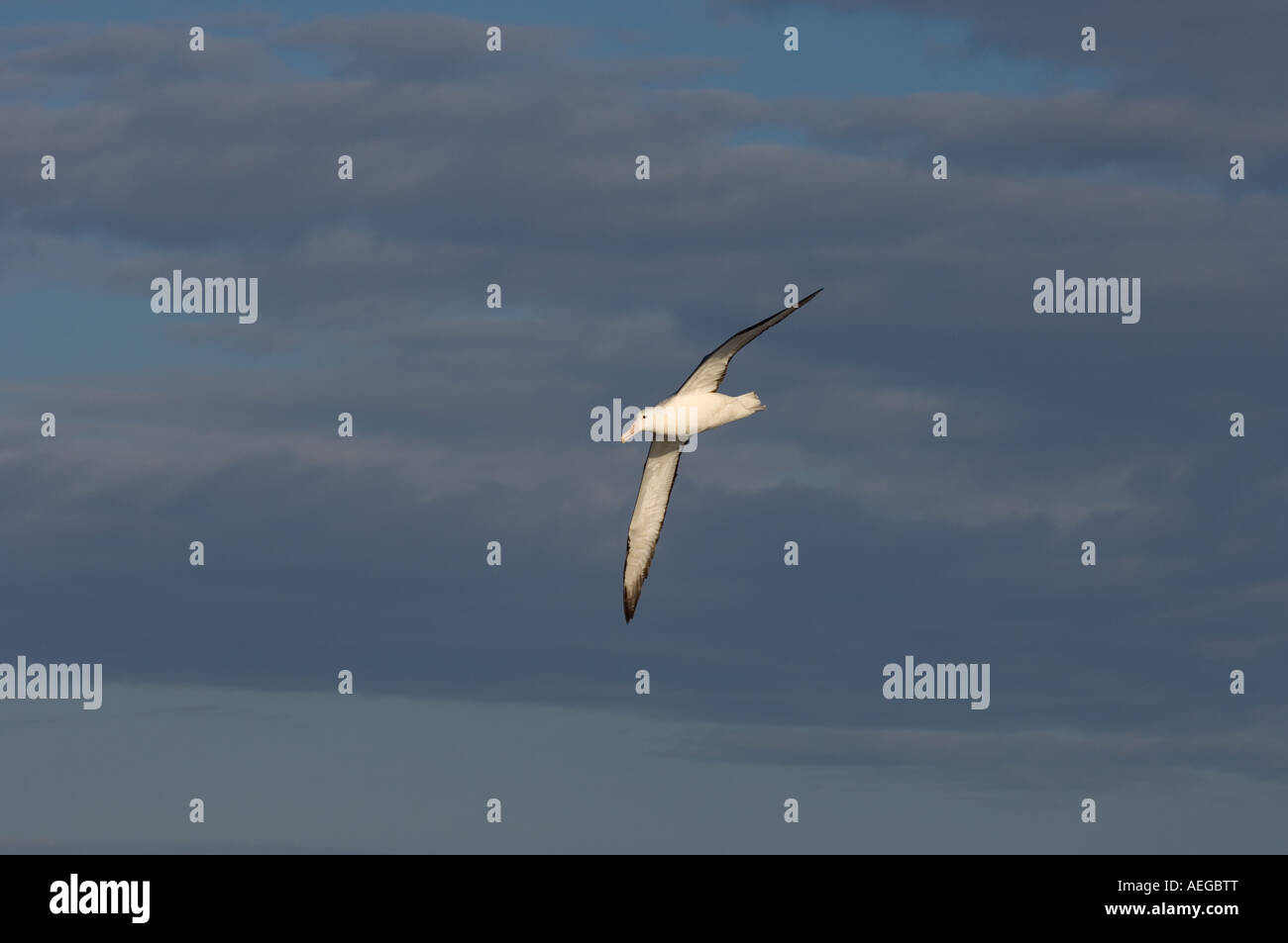 Wandering albatross flight hi-res stock photography and images - Alamy