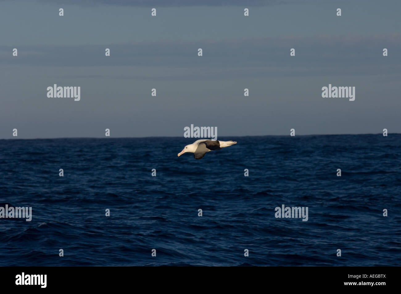 Enormous wandering albatross hi-res stock photography and images - Alamy
