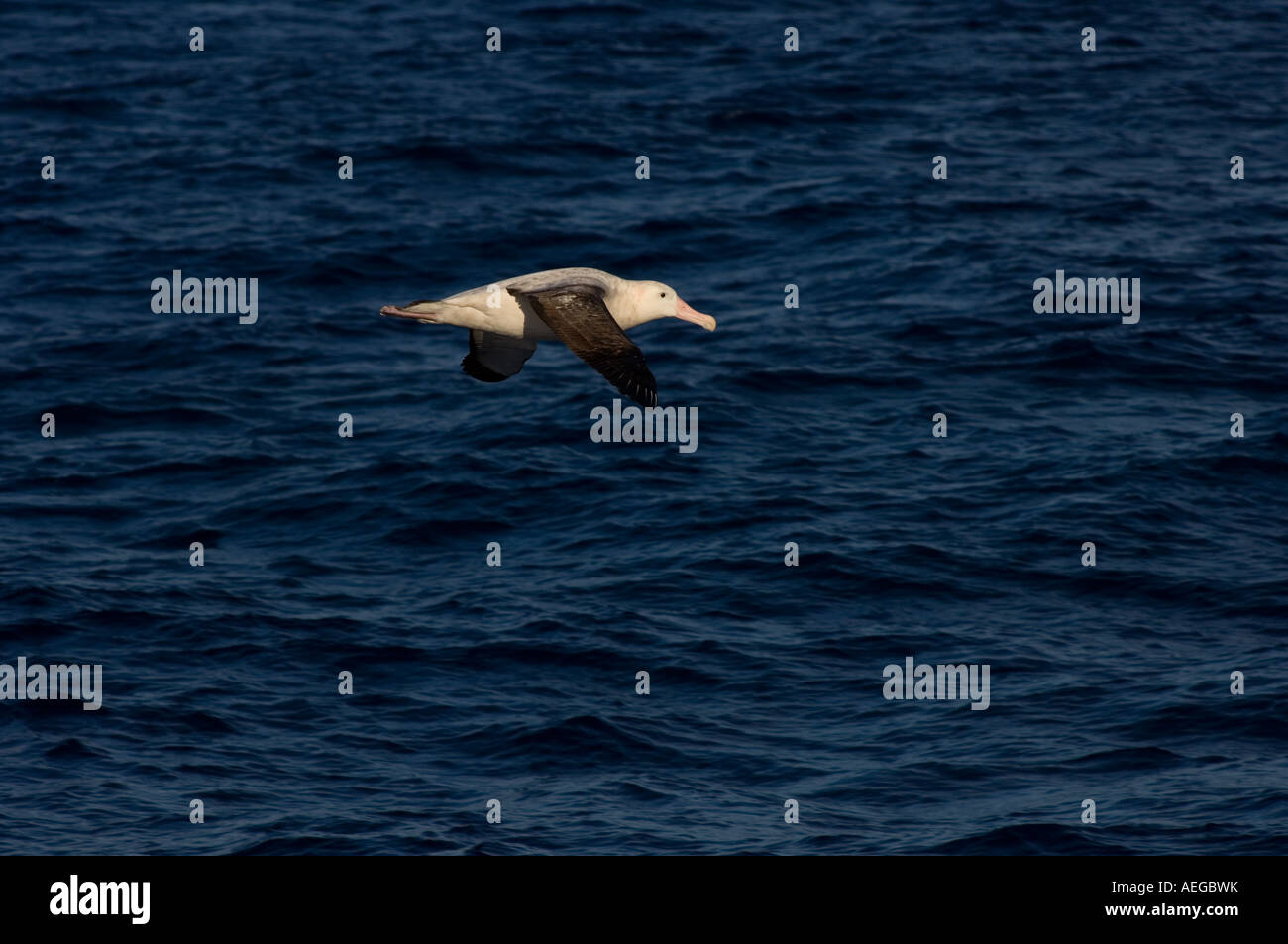 wandering albatross Diomedea exulans in flight Drake Passage Southern ...