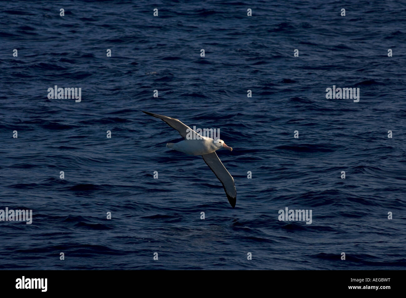 wandering albatross Diomedea exulans in flight Drake Passage Southern ...