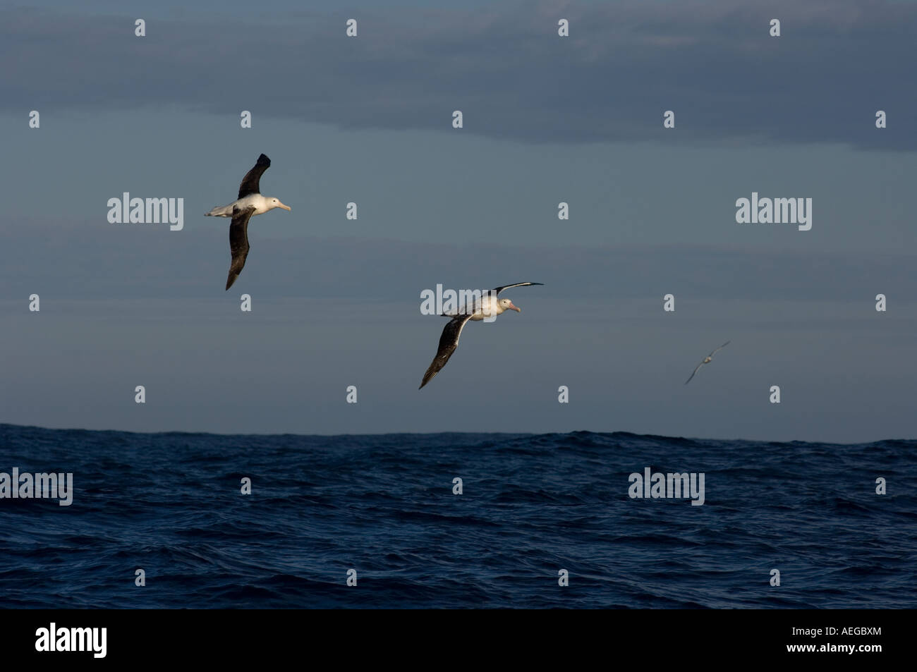 wandering albatross Diomedea exulans in flight Drake Passage Southern ...