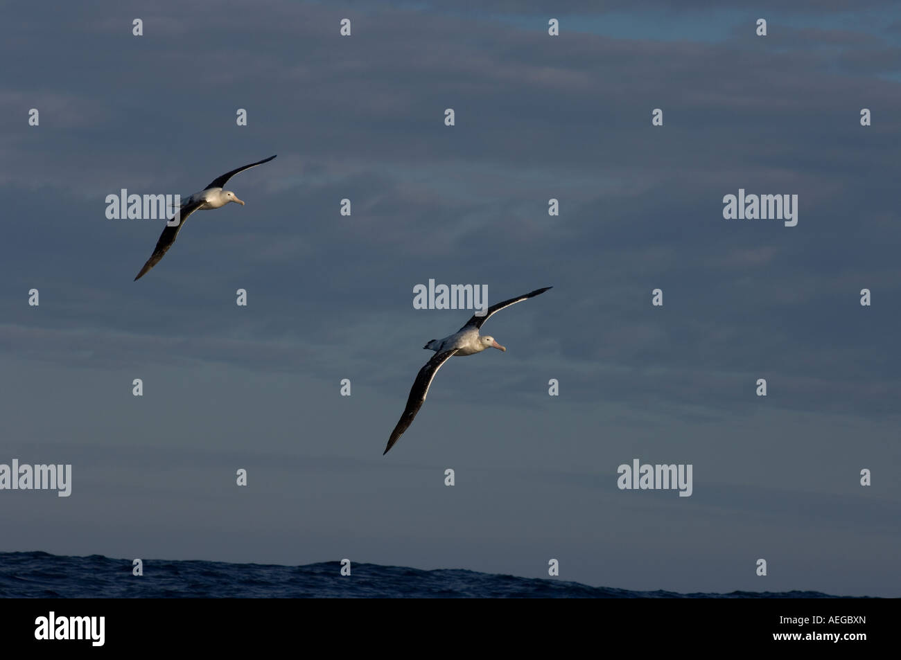 wandering albatross Diomedea exulans in flight Drake Passage Southern ...