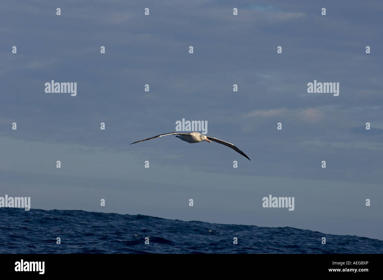 wandering albatross Diomedea exulans in flight Drake Passage Southern ...