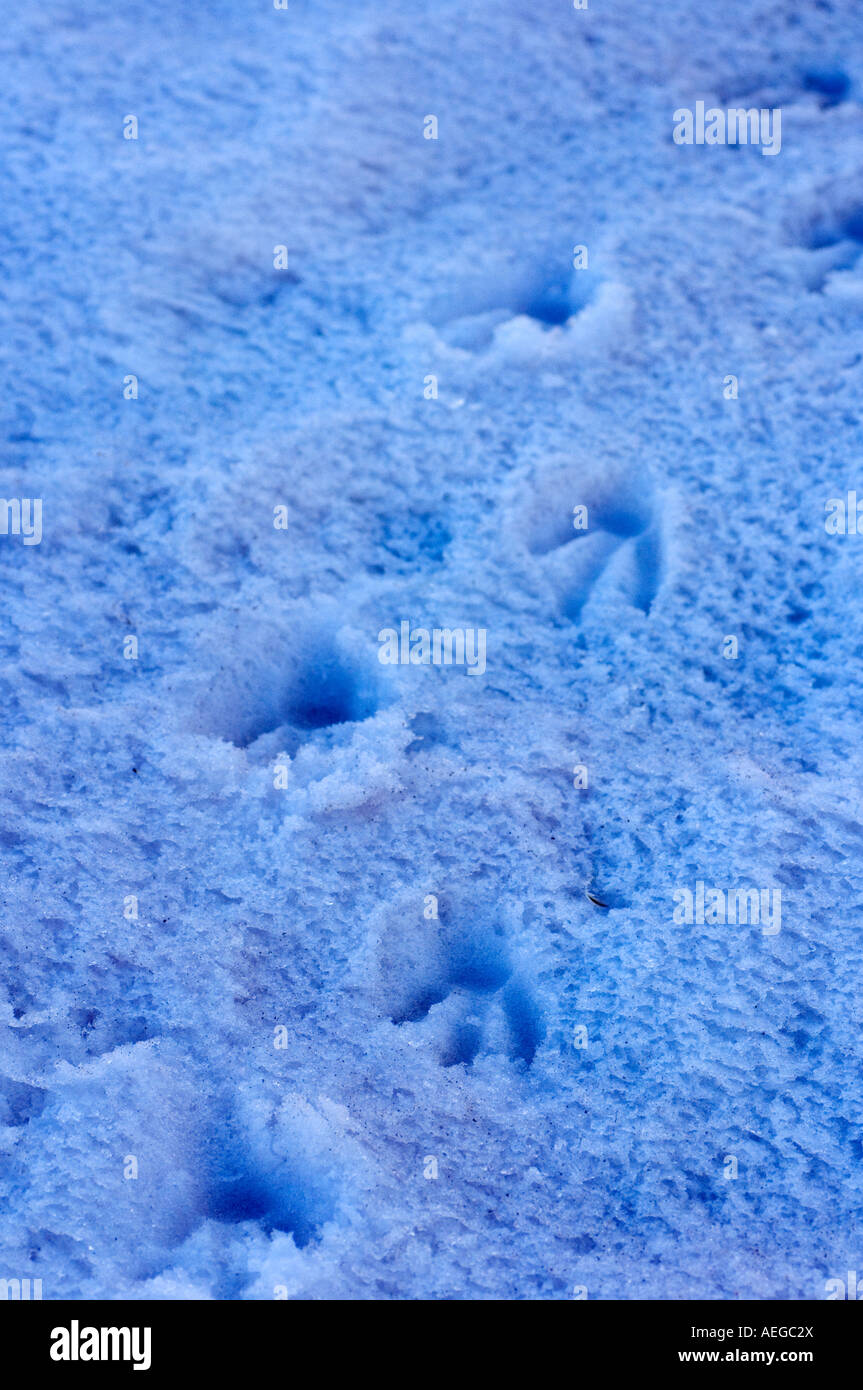Penguin footprints hi-res stock photography and images - Alamy