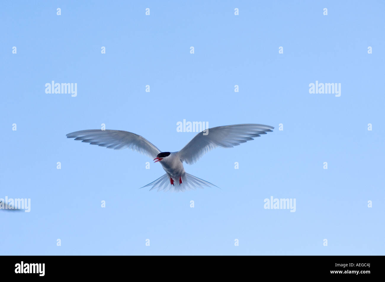 Antarctic tern Sterna vittata in flight off the western Antarctic ...