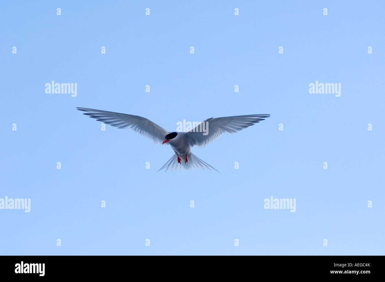Antarctic tern Sterna vittata in flight off the western Antarctic ...