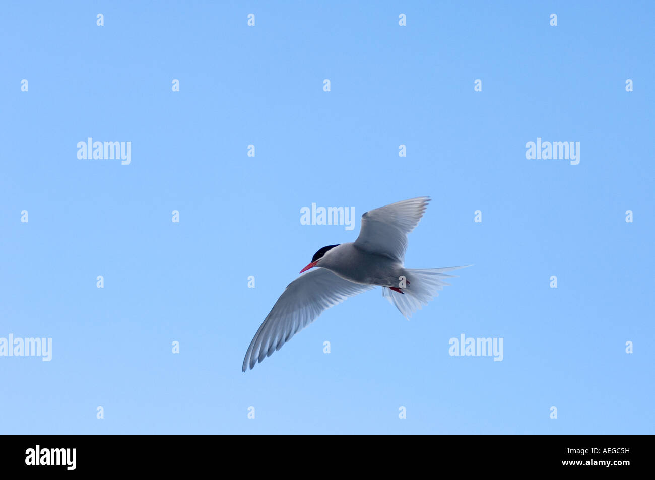 Antarctic tern Sterna vittata in flight off the western Antarctic ...
