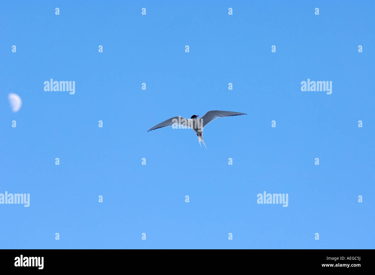 Antarctic tern Sterna vittata in flight off the western Antarctic ...