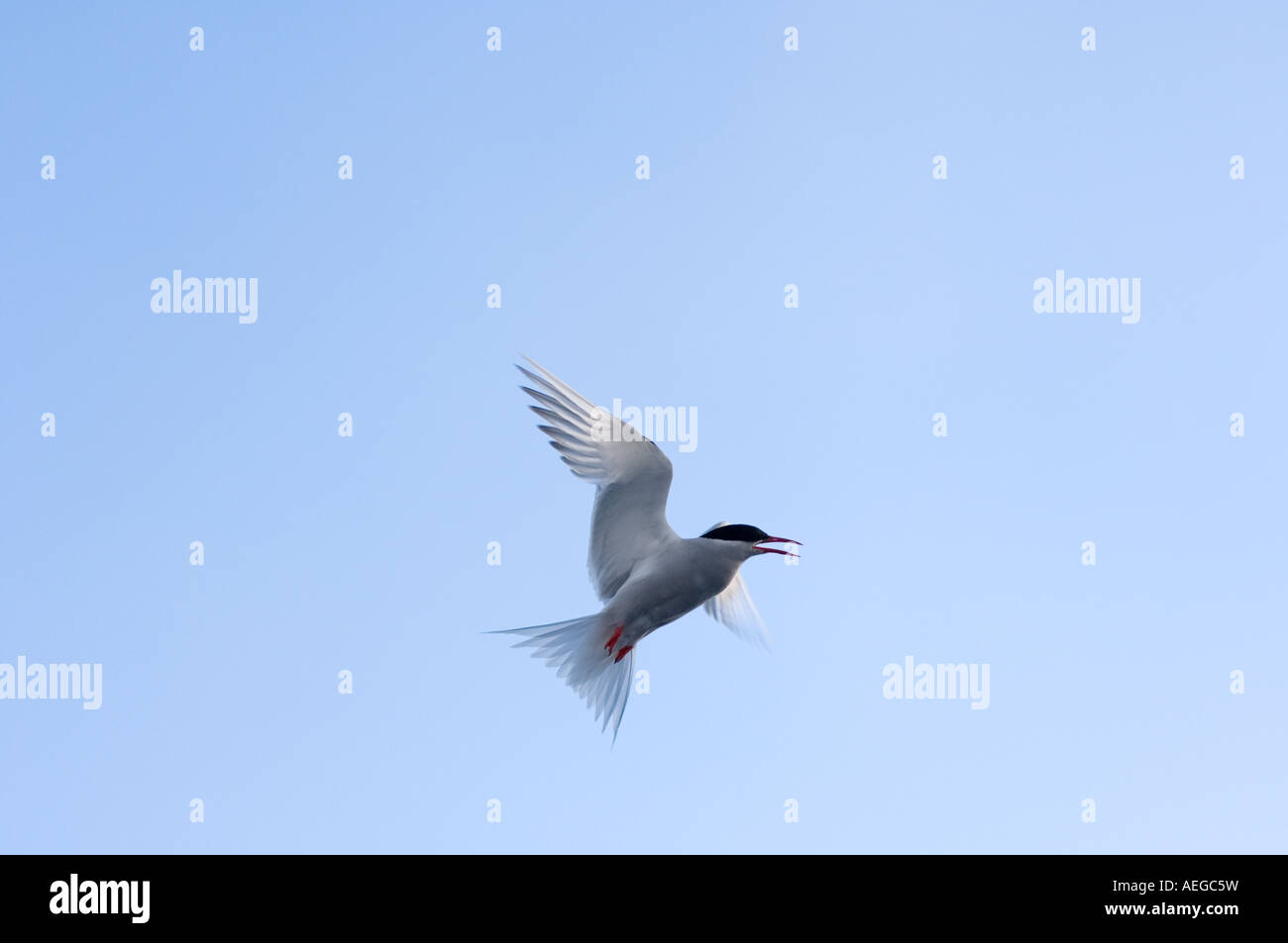 Antarctic tern Sterna vittata in flight off the western Antarctic ...