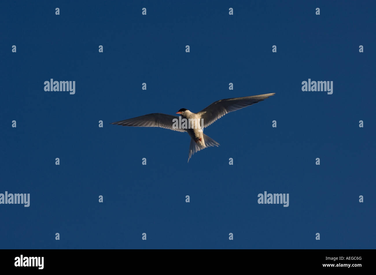 Antarctic tern Sterna vittata in flight off the western Antarctic ...
