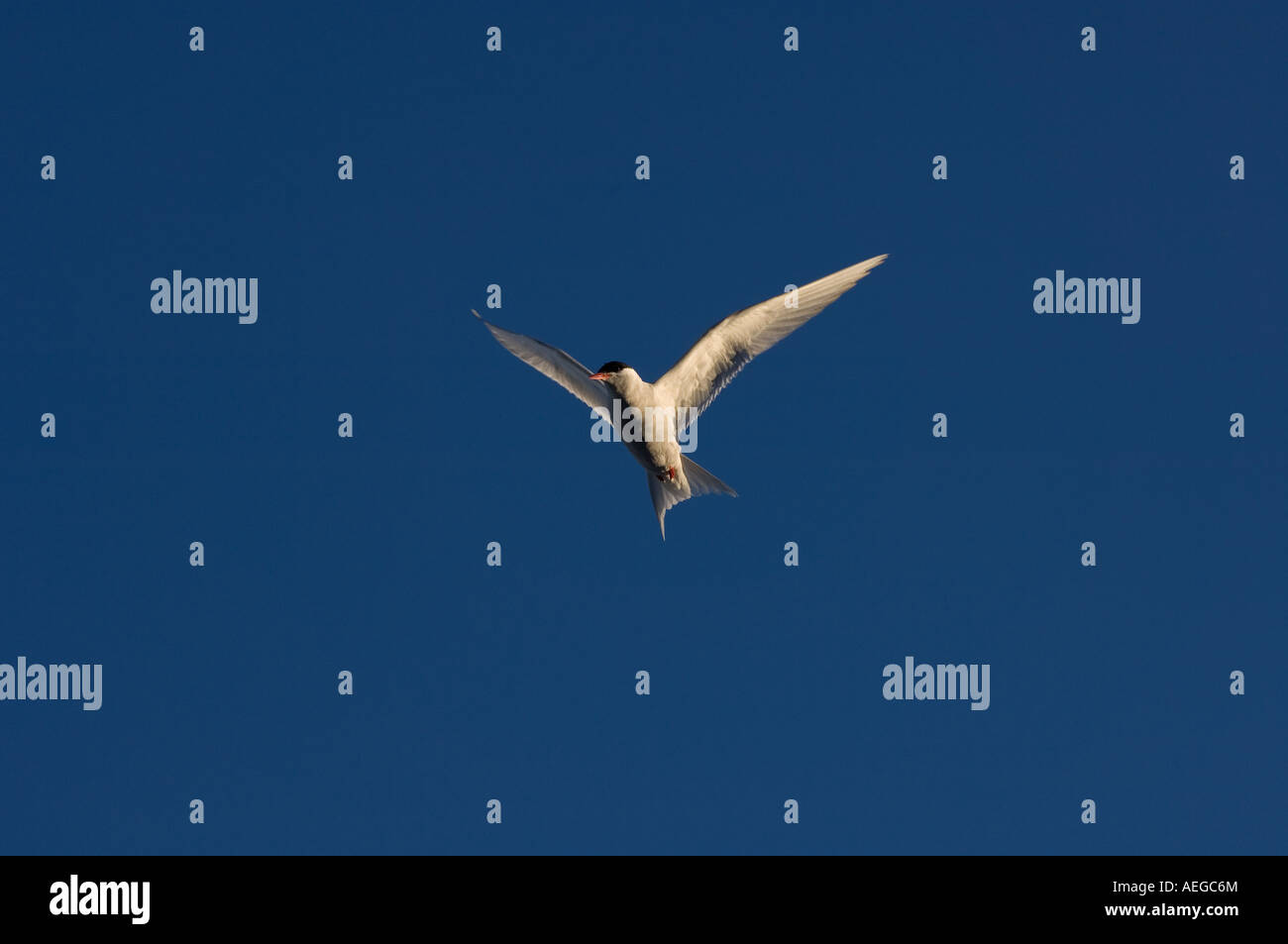 Antarctic tern Sterna vittata in flight off the western Antarctic ...