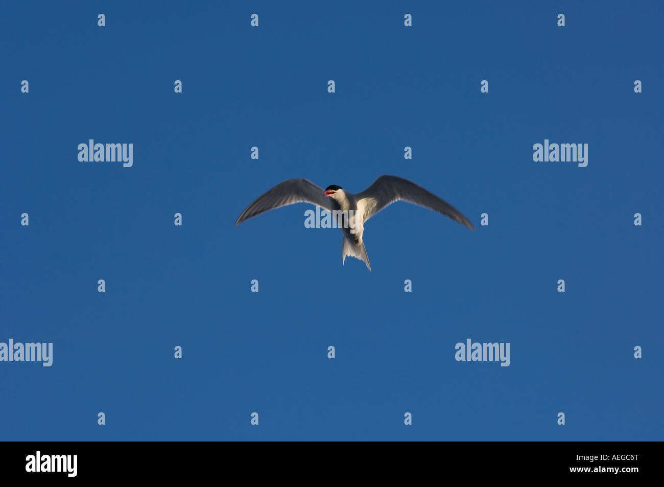 Antarctic terns Sterna vittata single adult in flight traveling over ...
