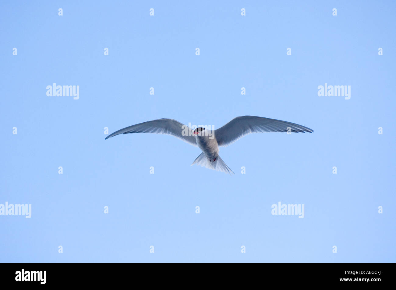 Antarctic terns Sterna vittata single adult in flight traveling over ...