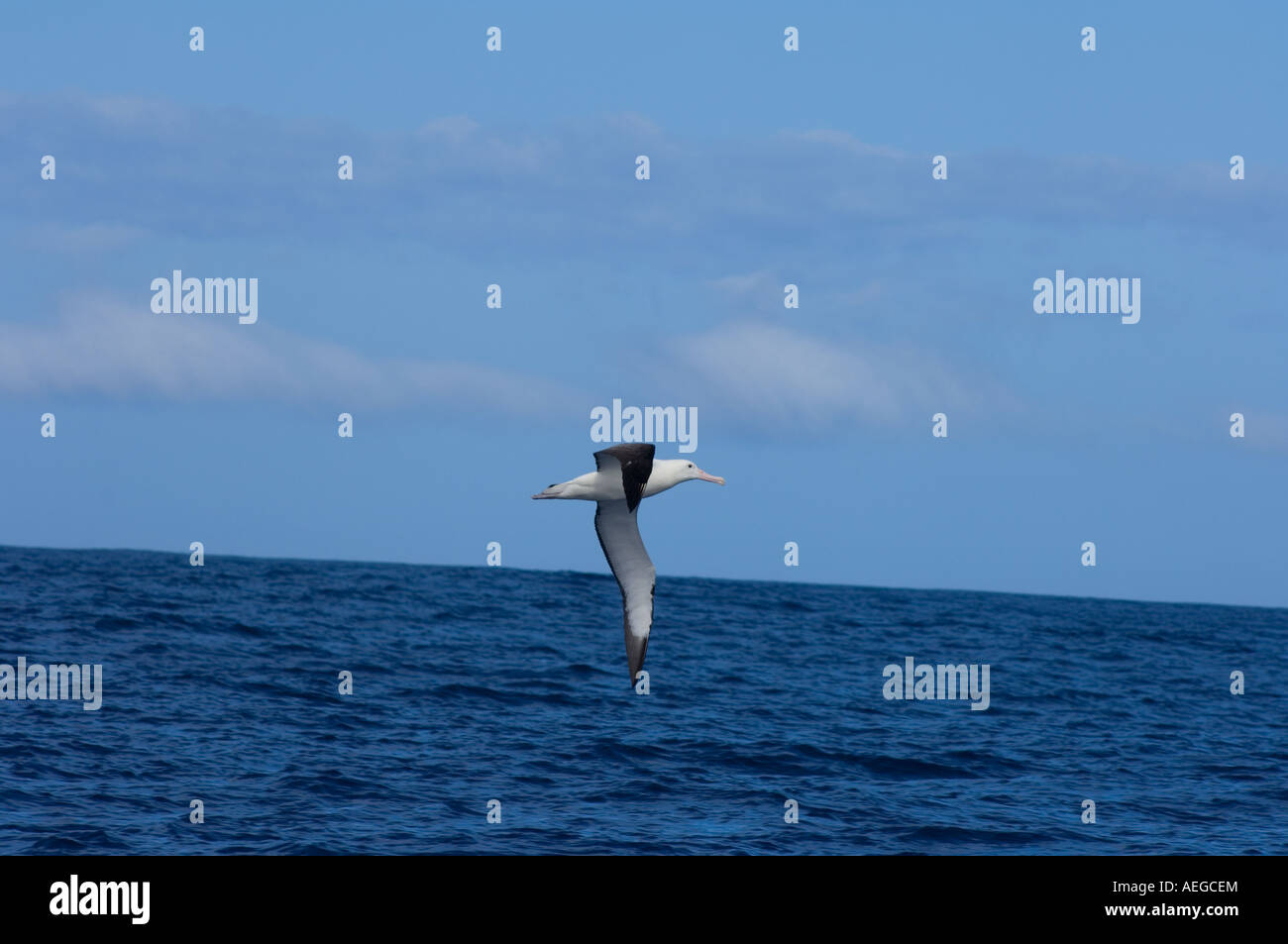 wandering albatross Diomedea exulans in flight Drake Passage Southern ...