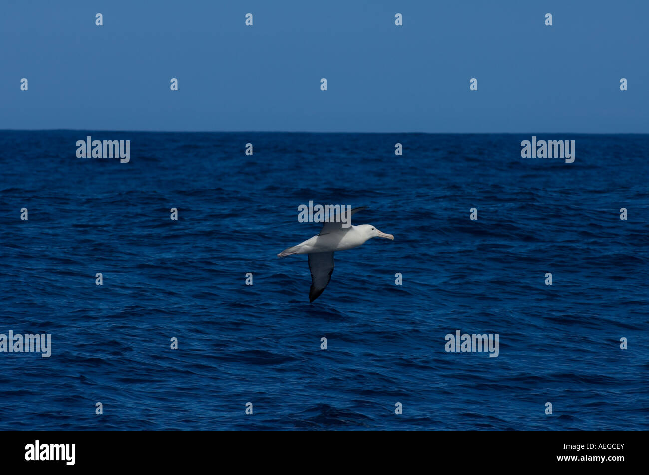 wandering albatross Diomedea exulans in flight Drake Passage Southern ...
