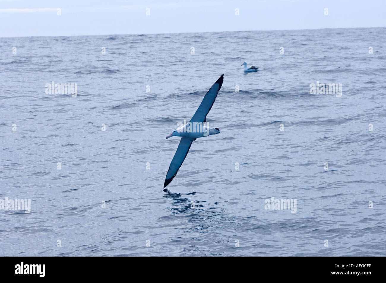 wandering albatross Diomedea exulans in flight Drake Passage Southern ...